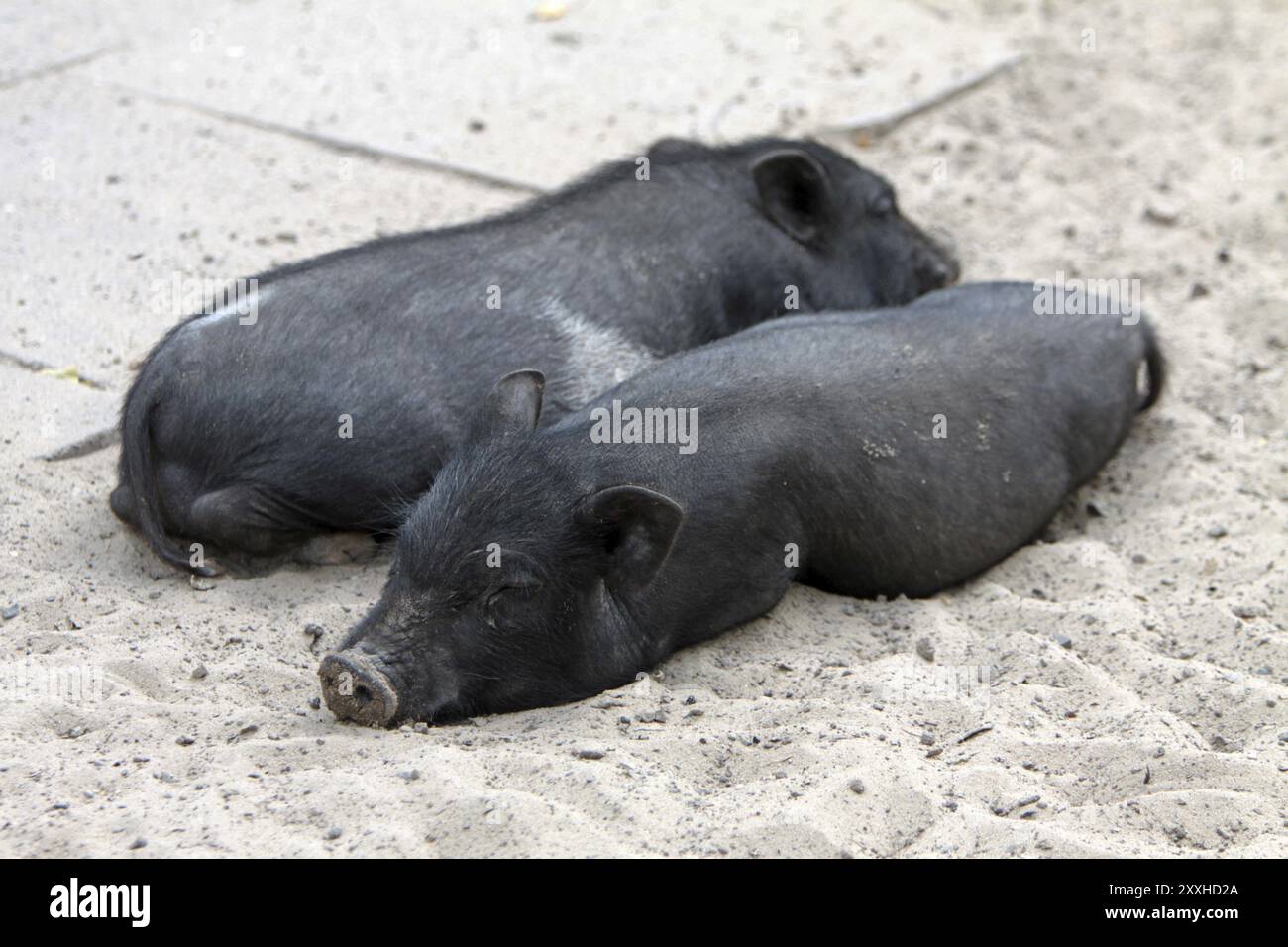 Pigs livestock sleeping domestic hi-res stock photography and images ...
