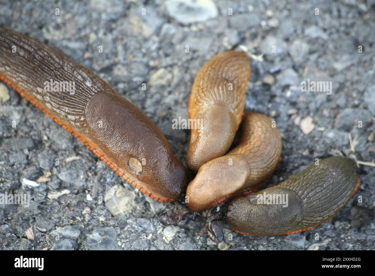 Slippery animals hi-res stock photography and images - Alamy