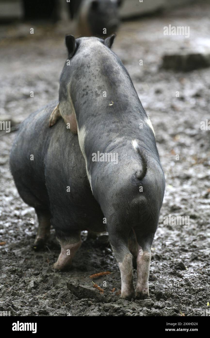 Pot-bellied pigs mating Stock Photo - Alamy