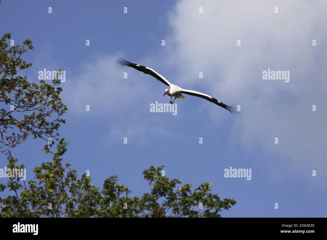 Overhead aerial shot flying over hi-res stock photography and images ...