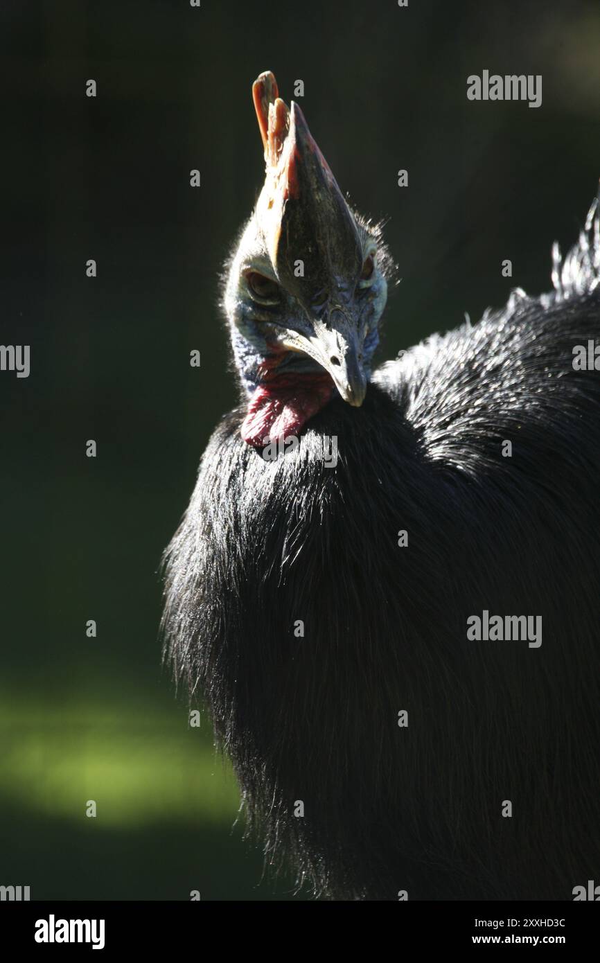 The Biggest Bird In The World Today