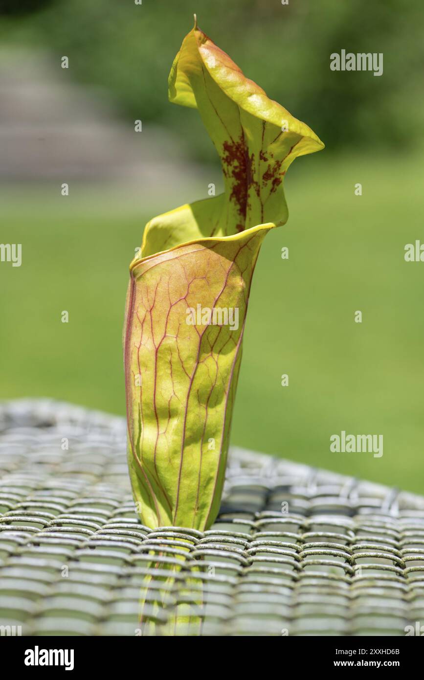 Green pitcherplant (Sarracenia oreophila), Botanical Garden, Erlangen ...