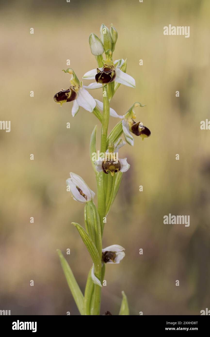 Bee orchid, Ophrys apifera, Bee orchid Stock Photo - Alamy