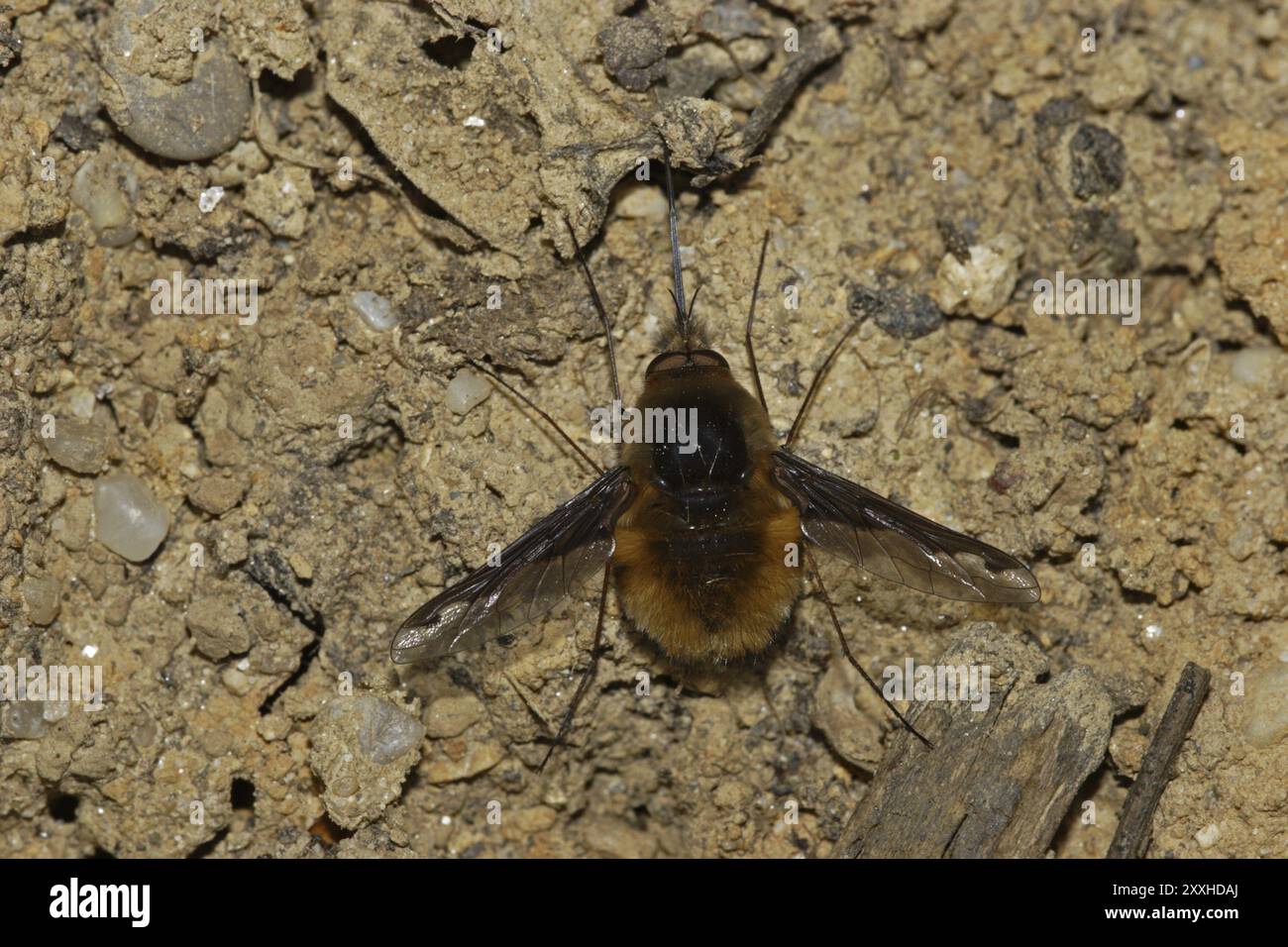 Large bee fly, Bombylius major, bee fly Stock Photo - Alamy