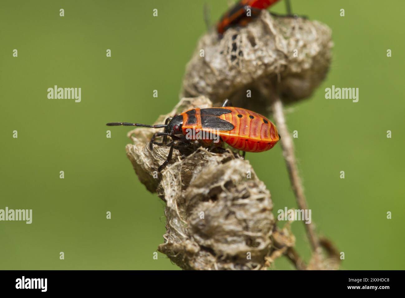 Common fire bug, Pyrrhocoris apterus, firebug Stock Photo - Alamy