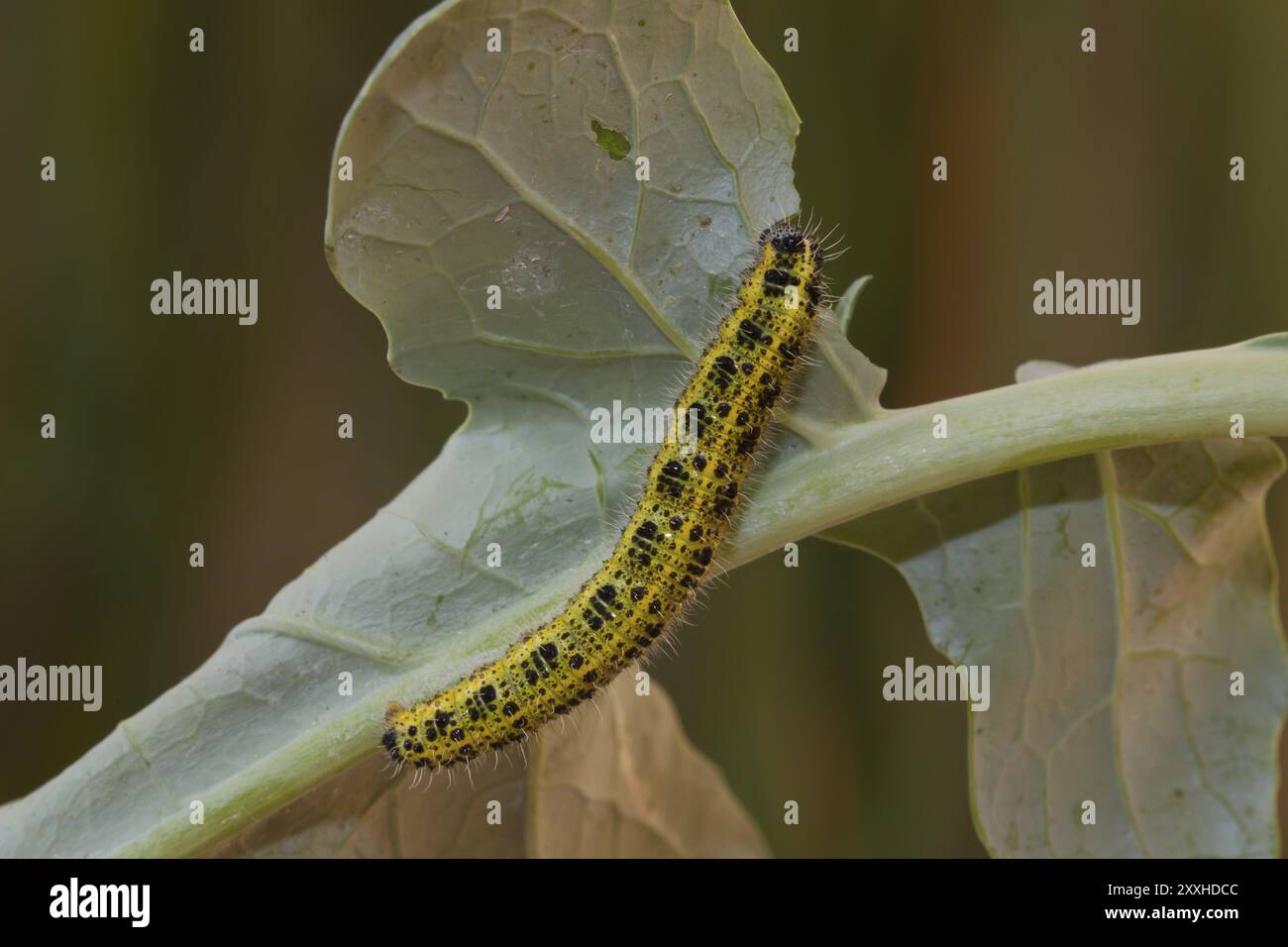 Cabbage butterfly, caterpillar, Pieris brassicae, cabbage butterfly ...