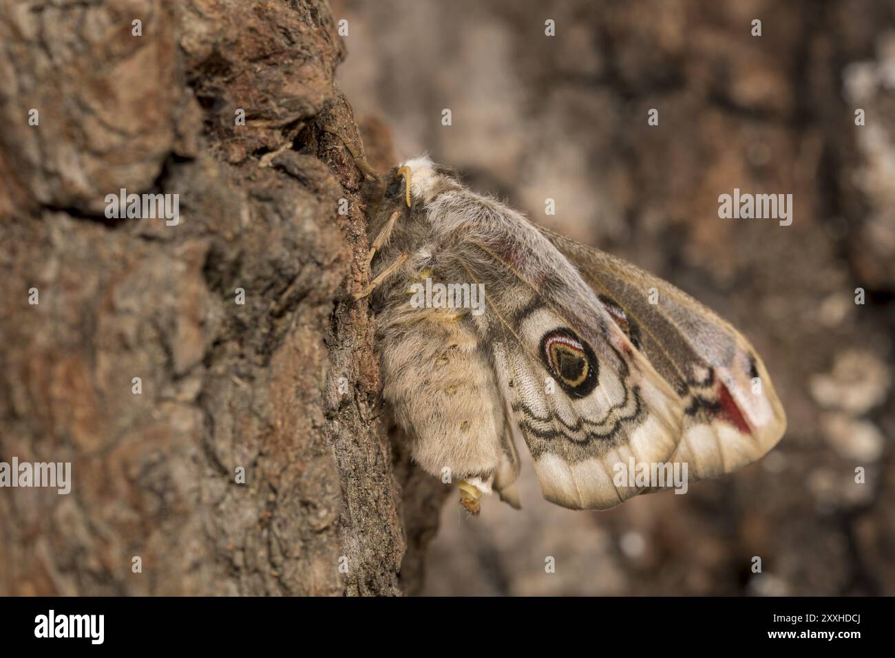 Emperor moth pavonia pavonia female hi-res stock photography and images ...