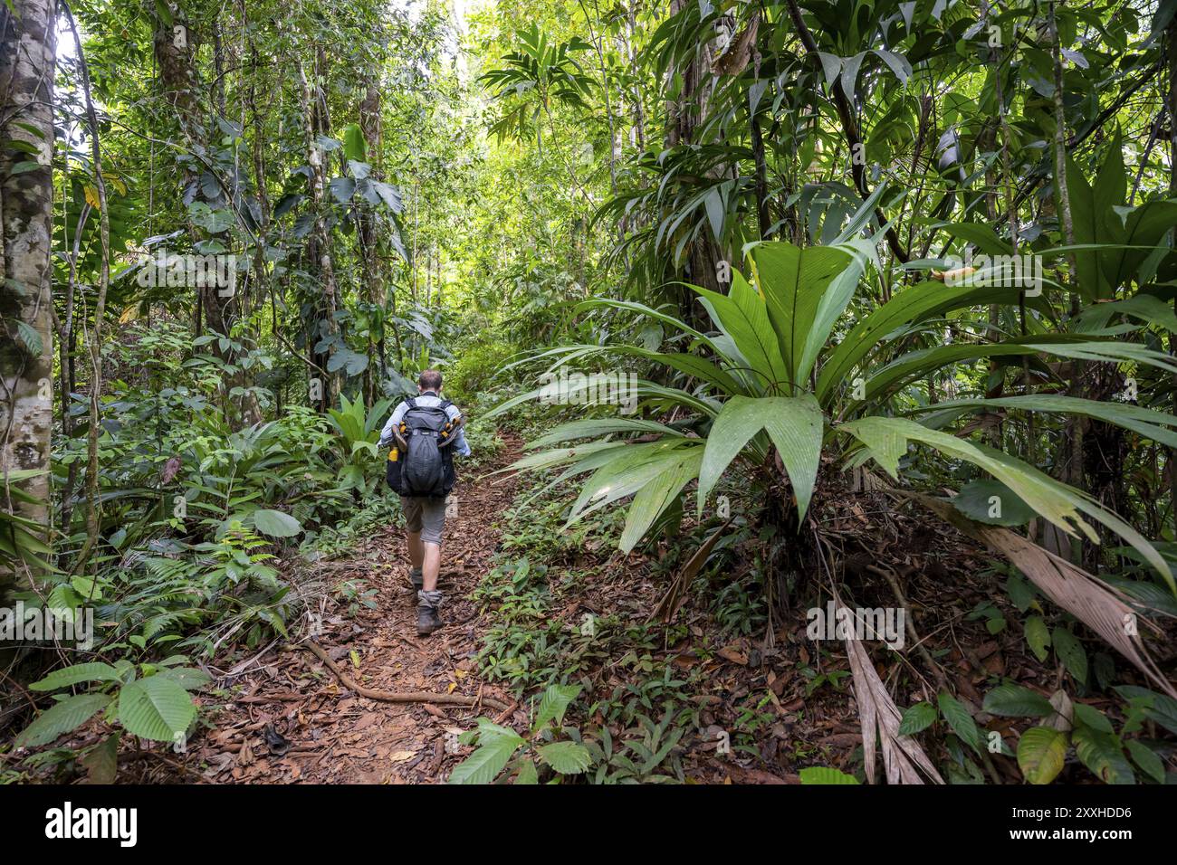 Young man on a hiking trail in the rainforest, tourist hiking in the ...