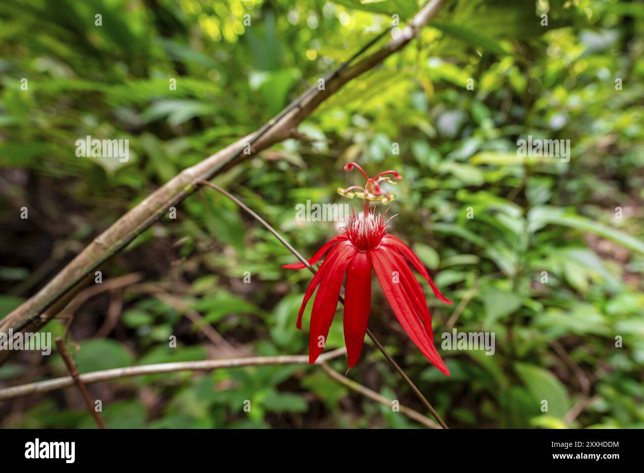 Flower of a red passion flower (Passiflora vitifolia) in the tropical ...