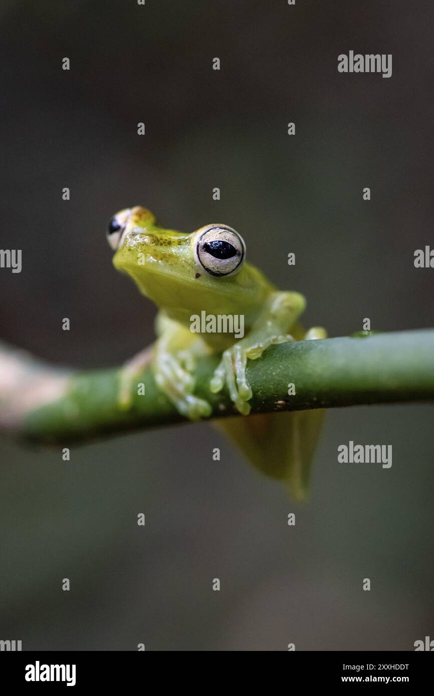 Glass frog (Centrolenidae) sitting on a stem, Heredia province, Costa ...
