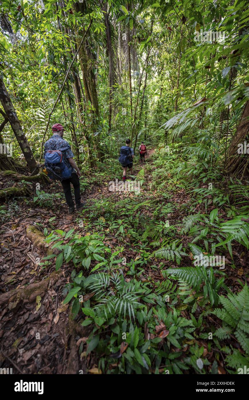 Group on a hiking trail in the rainforest, tourists hiking in the ...