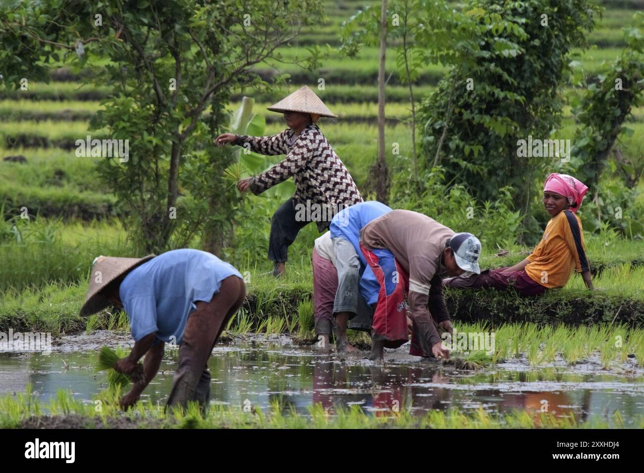 Reisanbau auf Bali Stock Photo - Alamy