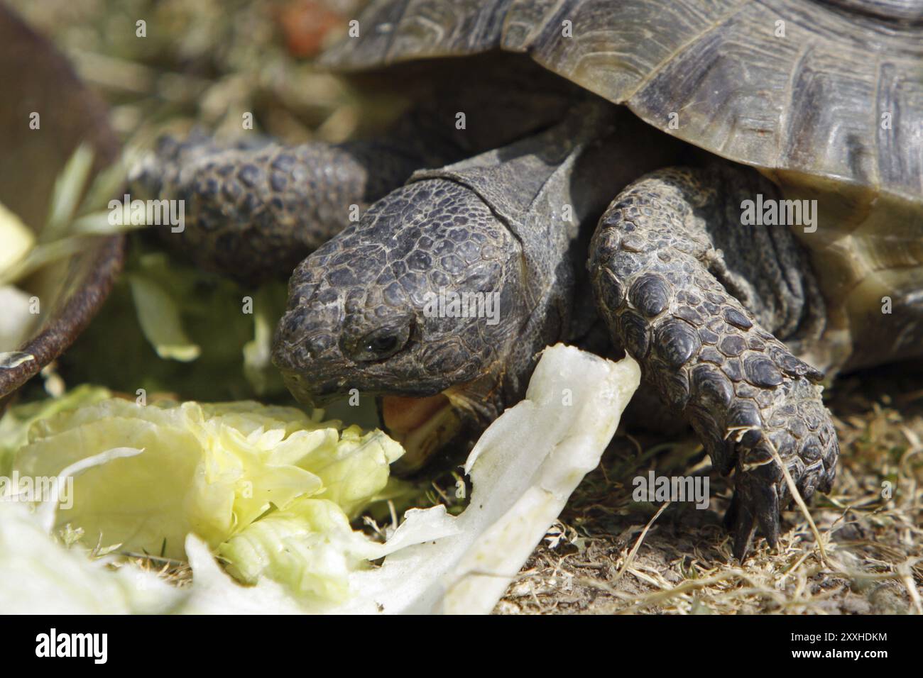 Empty tortoise shell hi-res stock photography and images - Alamy
