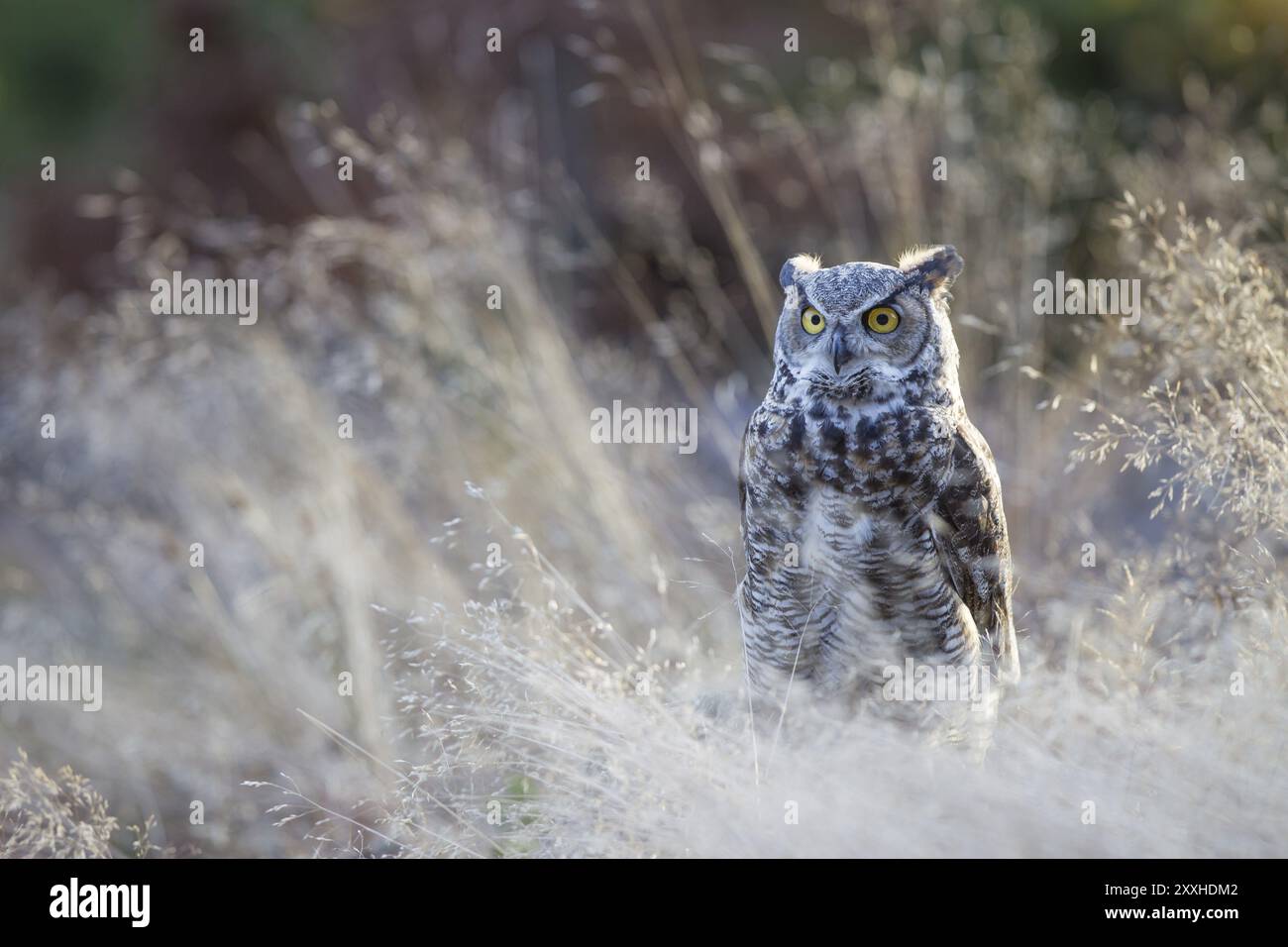 Virginia-Uhu, Bubo virginianus, Great Horned Owl Stock Photo - Alamy