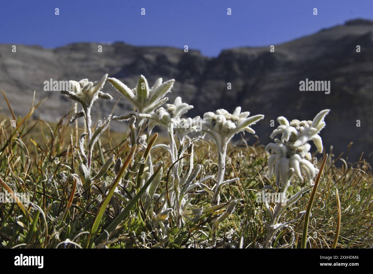 Alpine edelweiss, Leontopodium nivale subs. Alpinum, edelweiss Stock ...