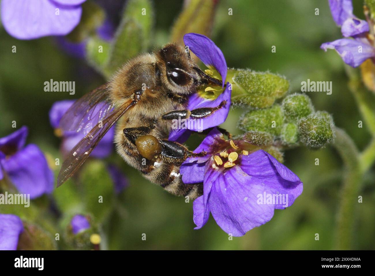 European honey bee, Apis mellifera, European honey bee Stock Photo - Alamy