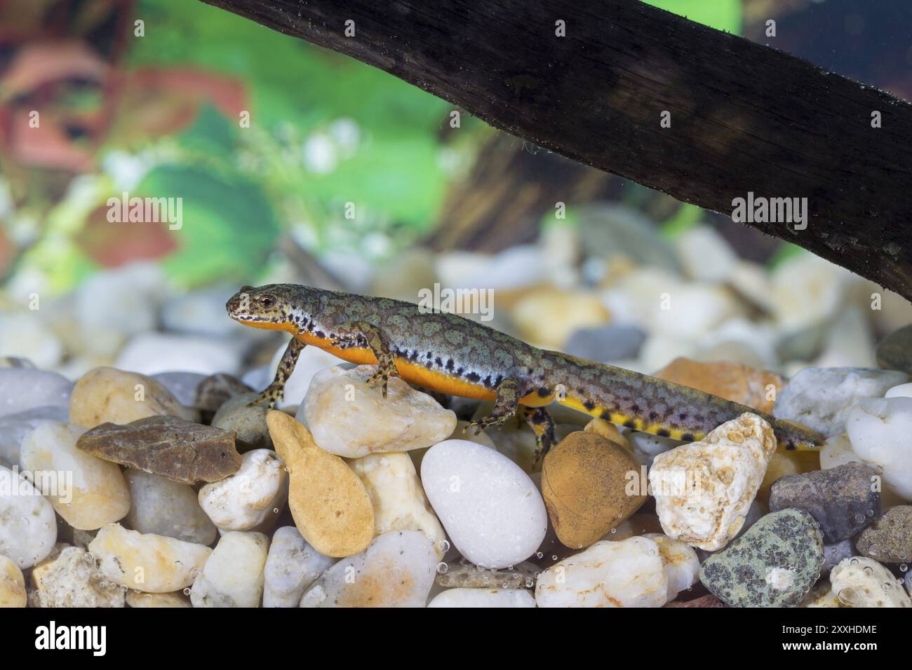 Alpine newt hi-res stock photography and images - Alamy
