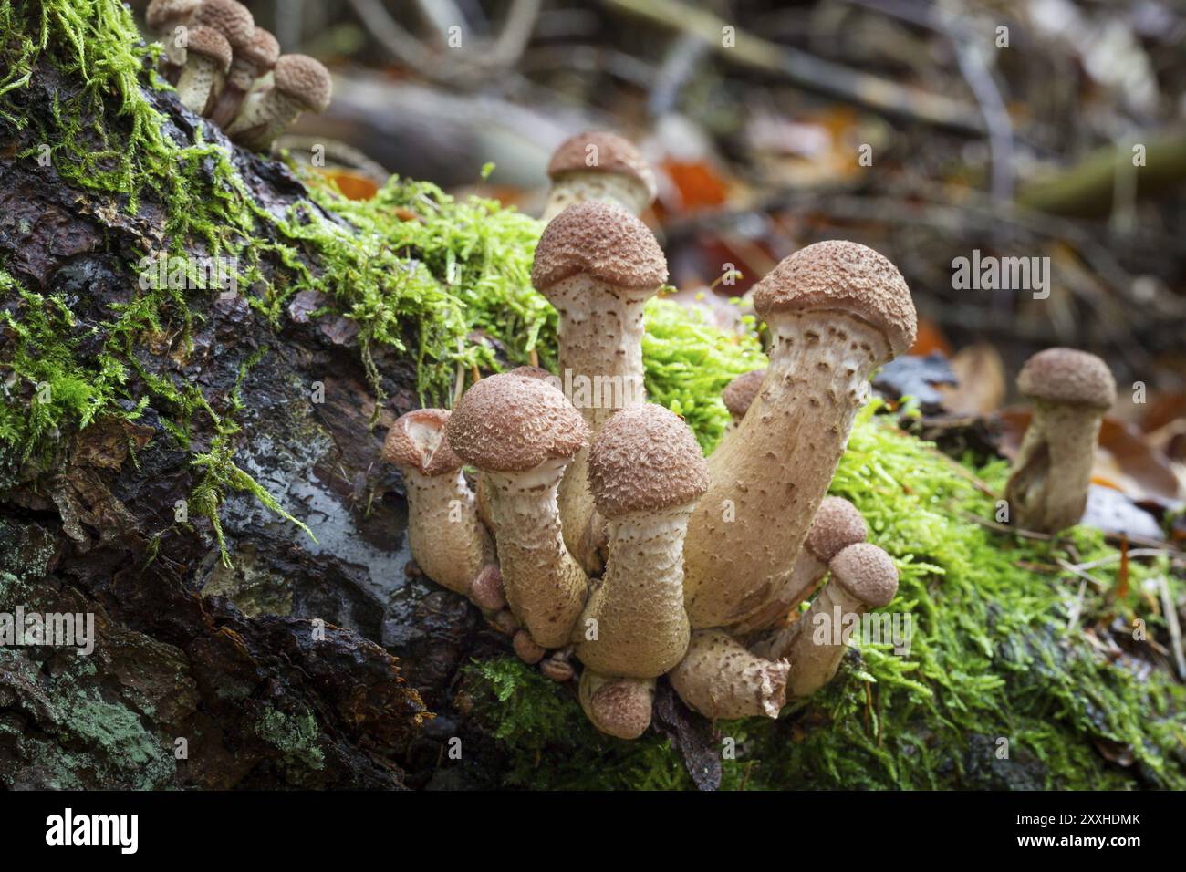 Honey fungus, Hallimasch (Armillaria Stock Photo - Alamy
