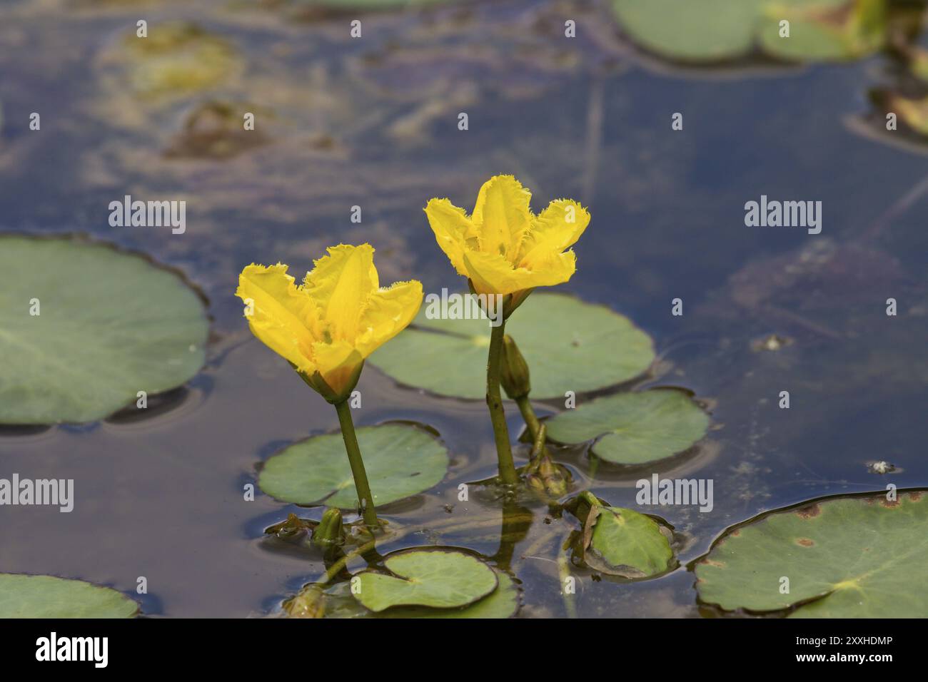 Fringe lily hi-res stock photography and images - Alamy