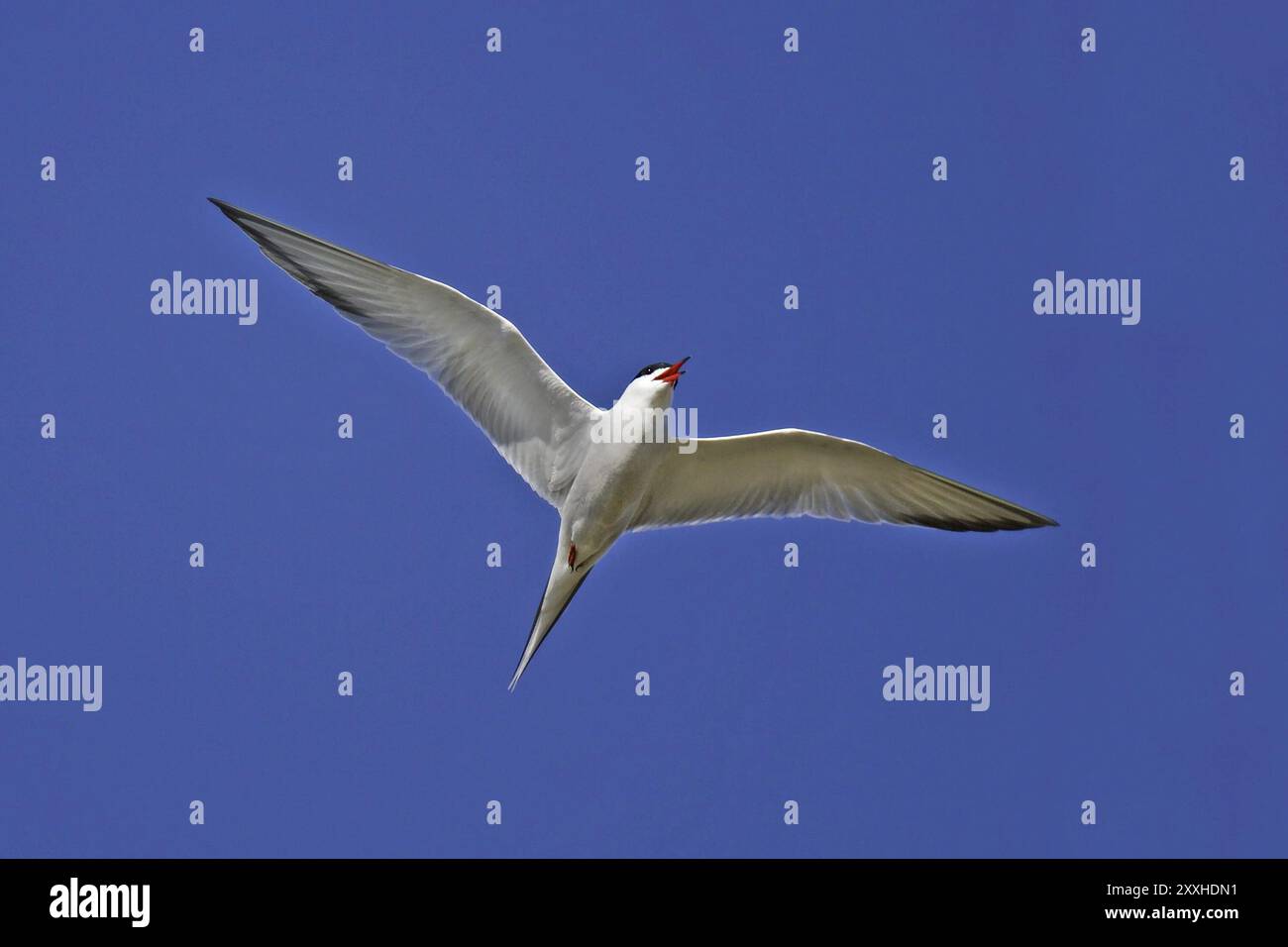 Common Tern, Sterna hirundo, common tern Stock Photo - Alamy