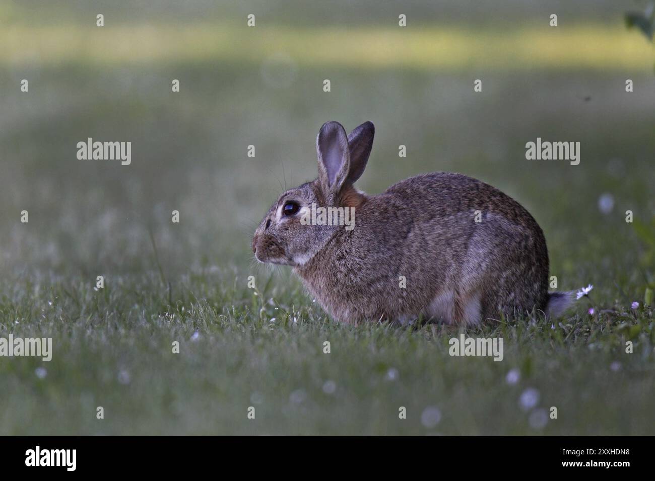 Coney rabbit hi-res stock photography and images - Alamy