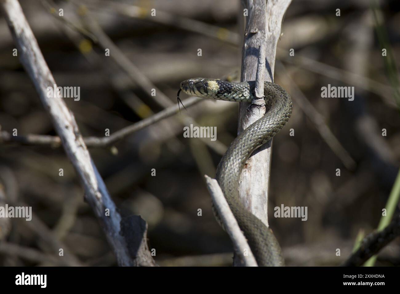 Grass snake habitat hi-res stock photography and images - Alamy