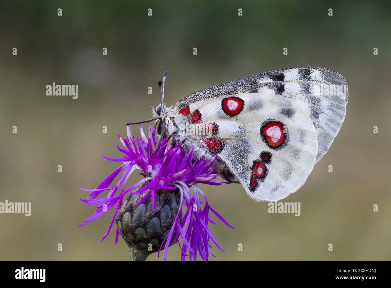 Apollo butterfly, Parnassius apollo, mountain Apollo Stock Photo - Alamy