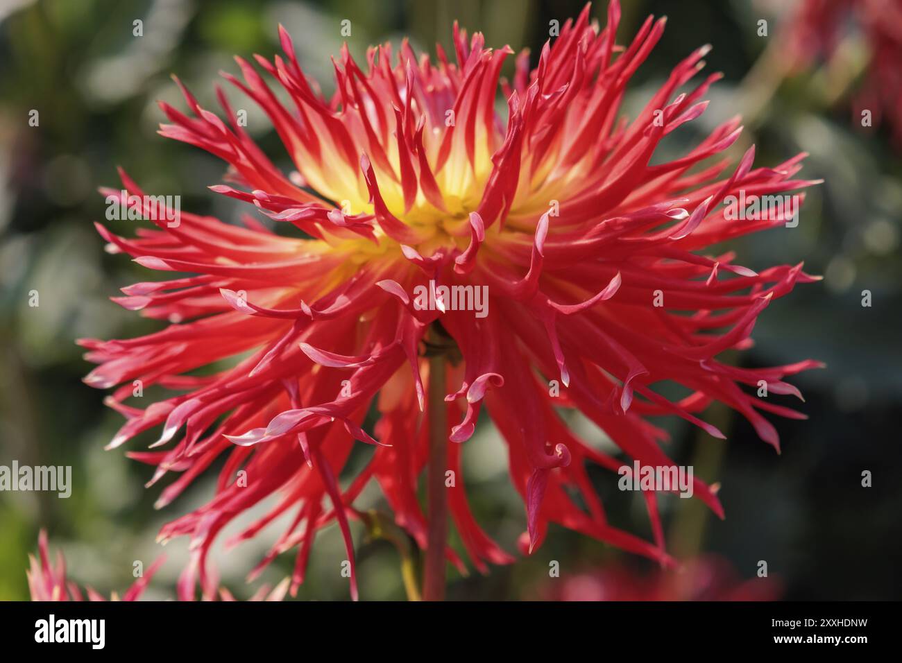 Red dahlia flower with yellow centre and pointed petals, framed by ...