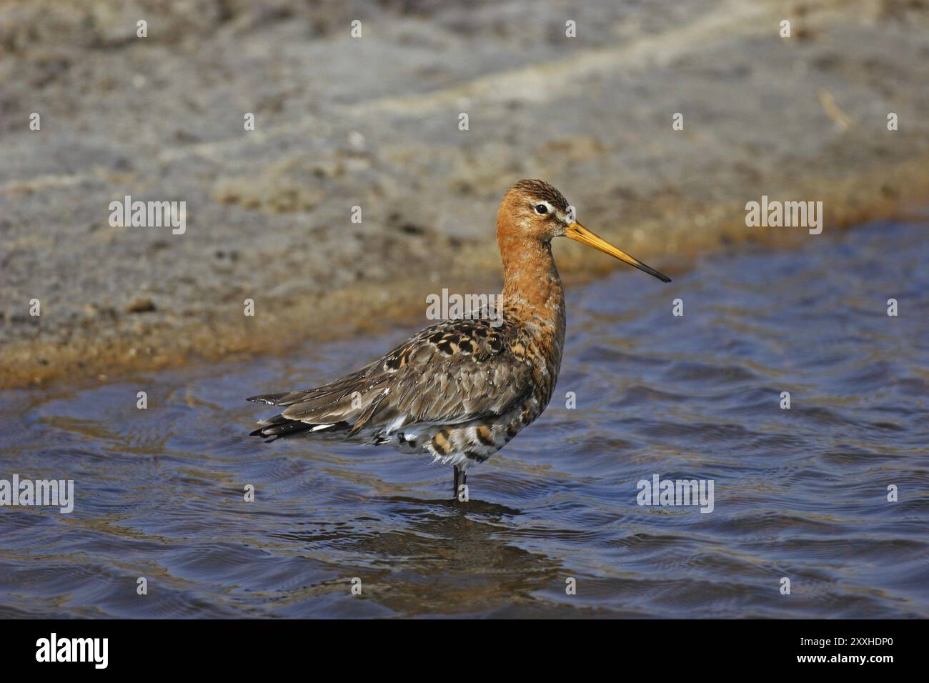Black-tailed godwit, Limosa limosa, black-tailed godwit Stock Photo - Alamy