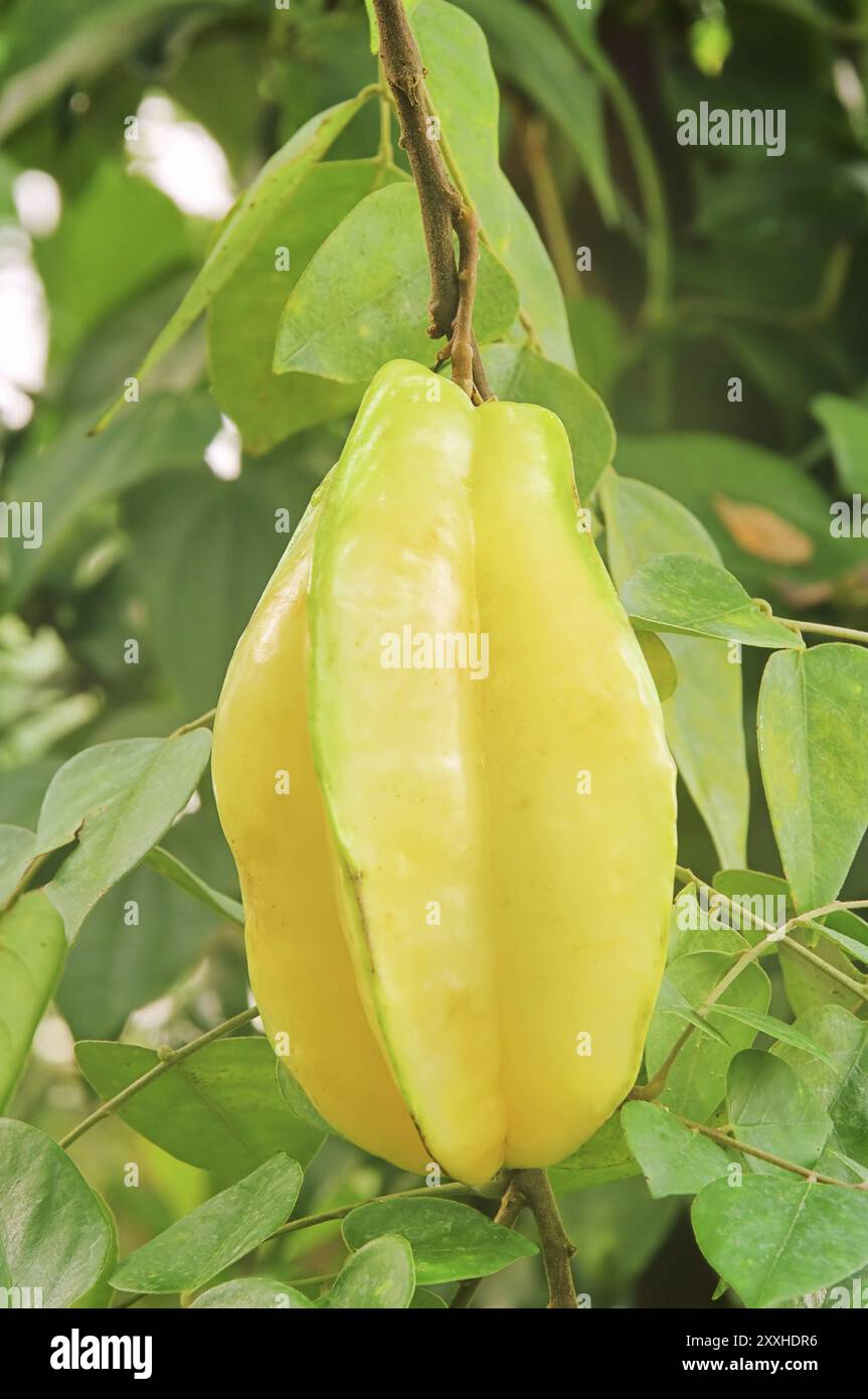 Starfruit plant, starfruit plant 01 Stock Photo - Alamy