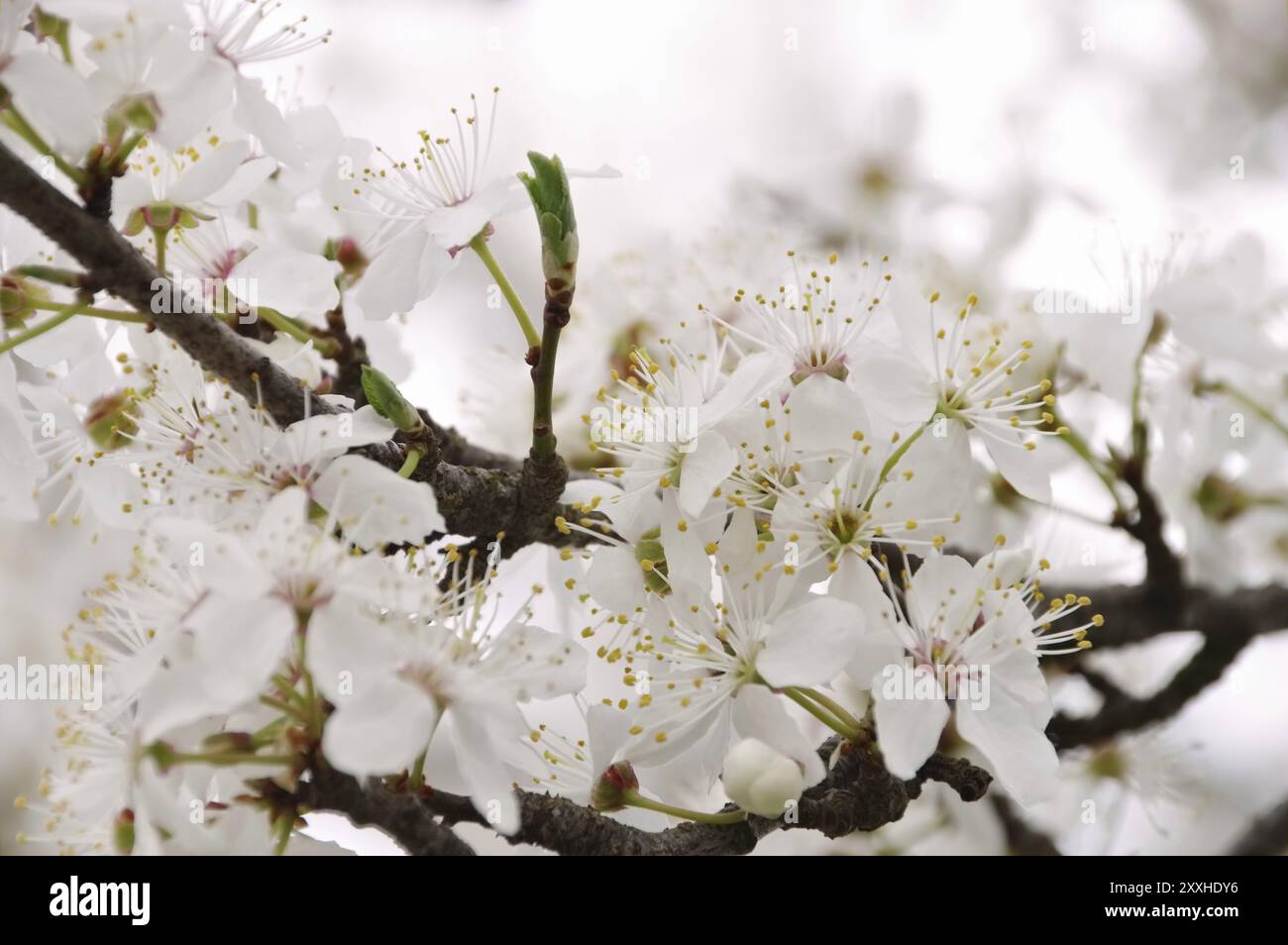 Flowering white plum tree hi-res stock photography and images - Alamy