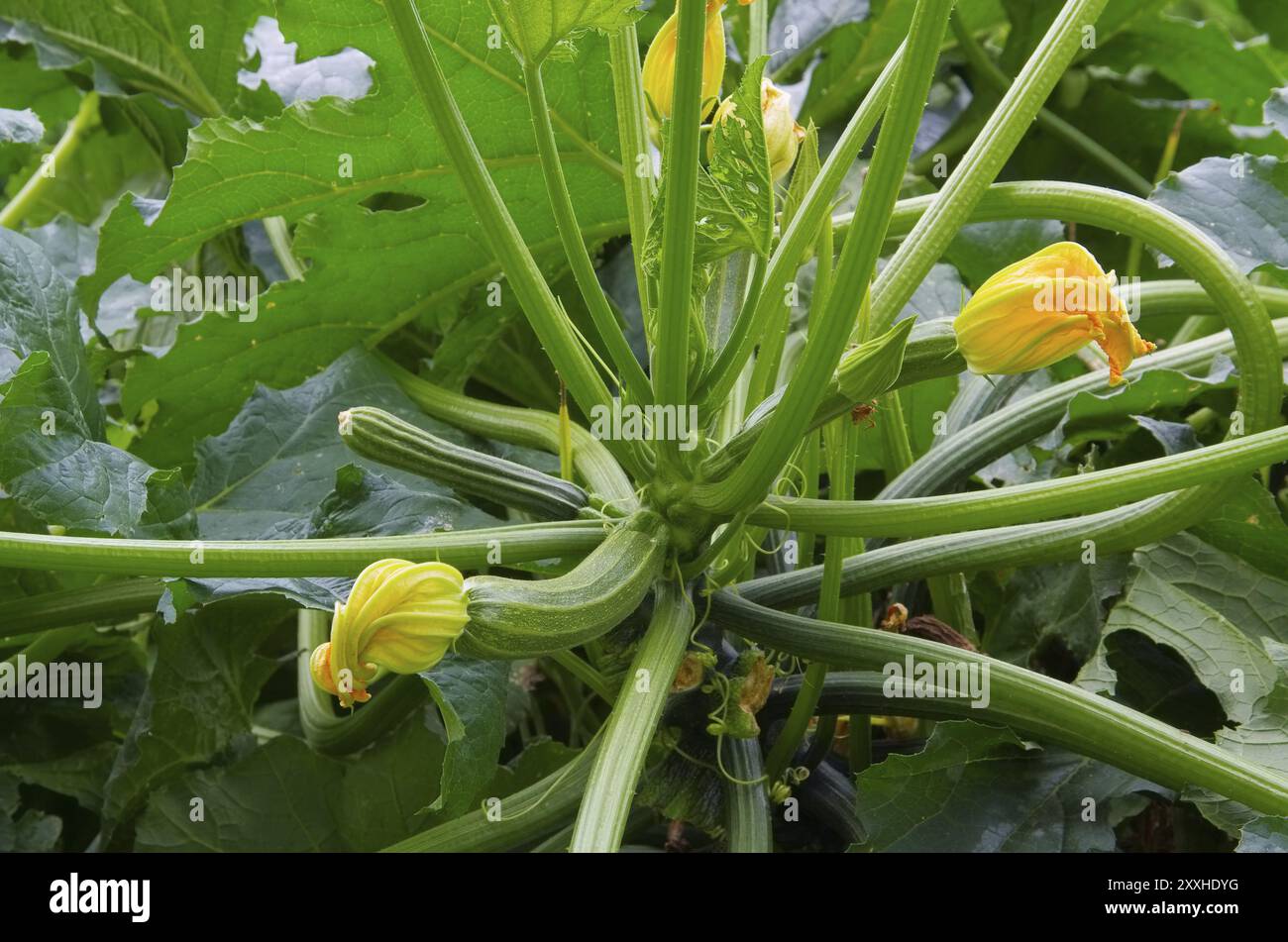 Courgette plant in garden, courgette plant and vegetable in garden ...