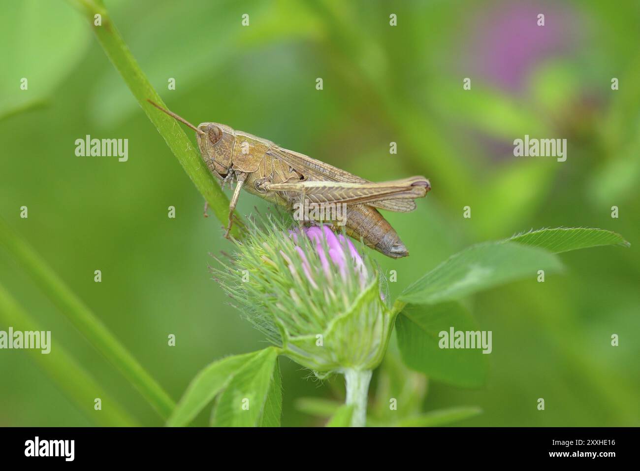 Meadow grasshopper on red clover. female, Meadow grasshopper on a ...