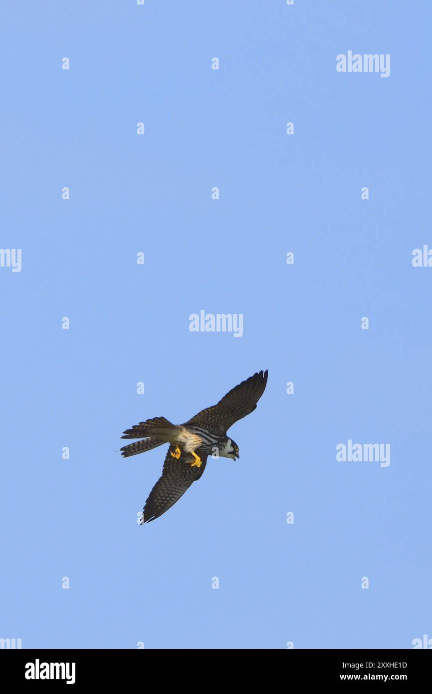 Eurasian hobby in flight hi-res stock photography and images - Alamy
