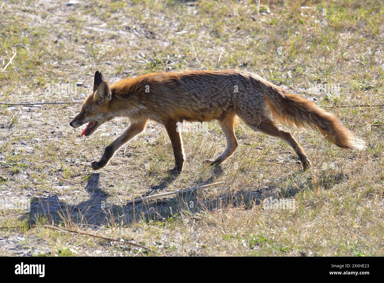 Awake and running hi-res stock photography and images - Alamy
