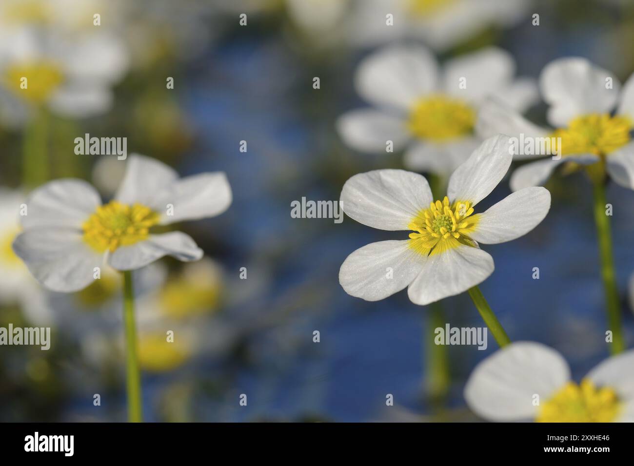 Common water-crowfoot in the Spree. Ranunculus aquatilis (common water ...