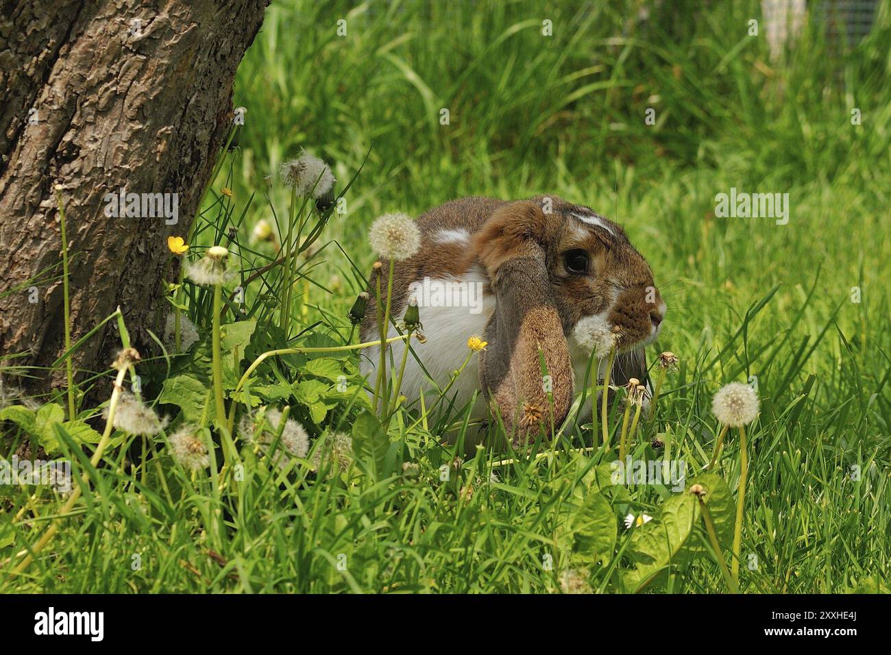 Floppy eared rabbit hi-res stock photography and images - Alamy