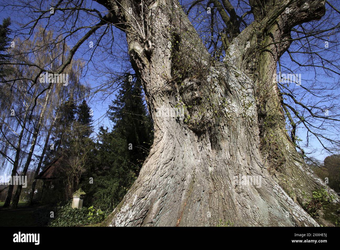 Wittekind lime tree in Elbrinxen Stock Photo - Alamy