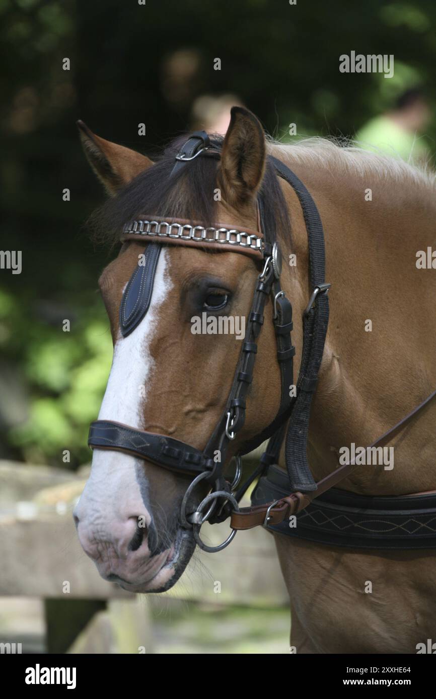 Brown with a beautiful blaze Stock Photo - Alamy