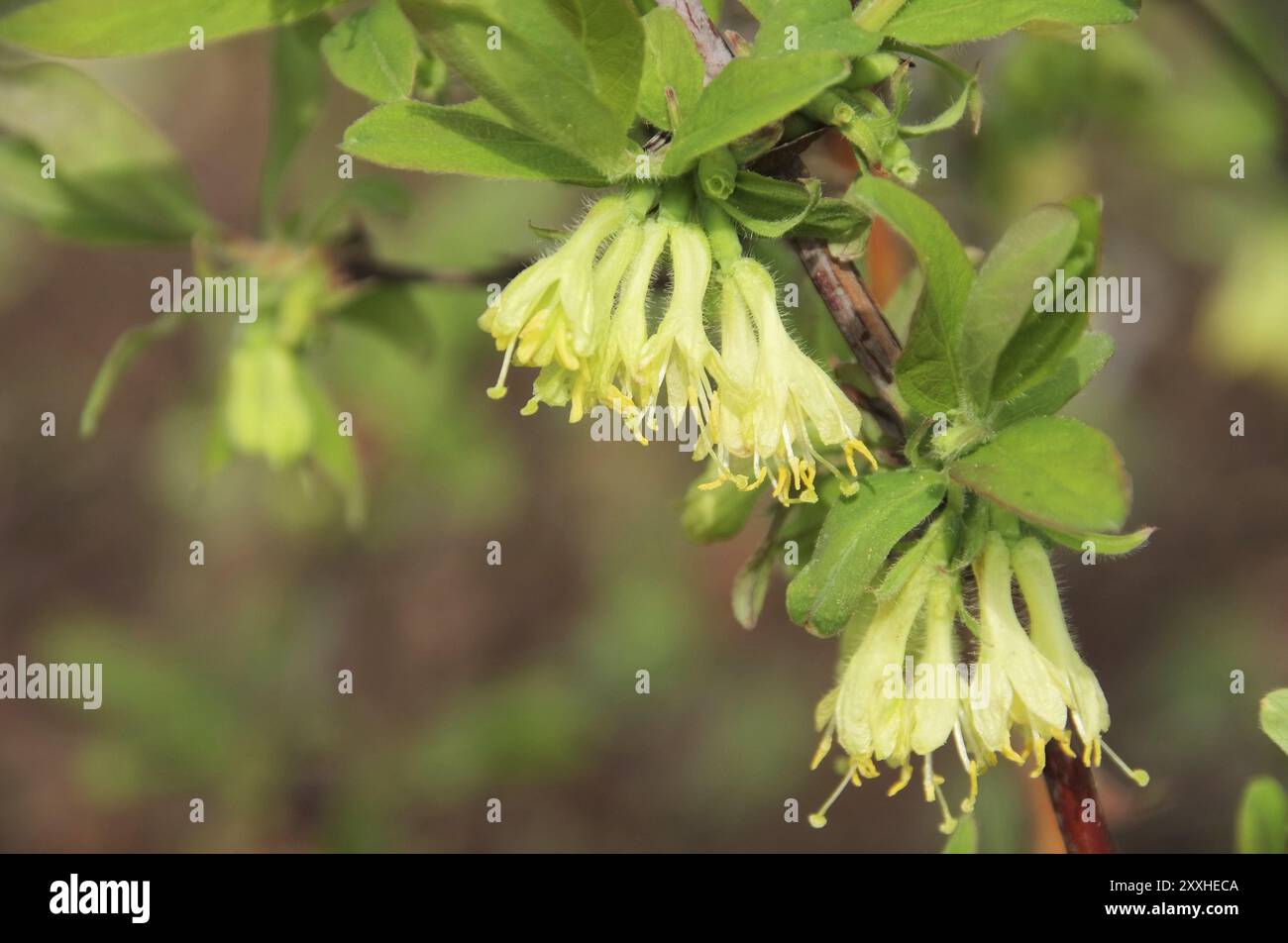 Mayberry flower, Lonicera kamtschatica flower 09 Stock Photo - Alamy