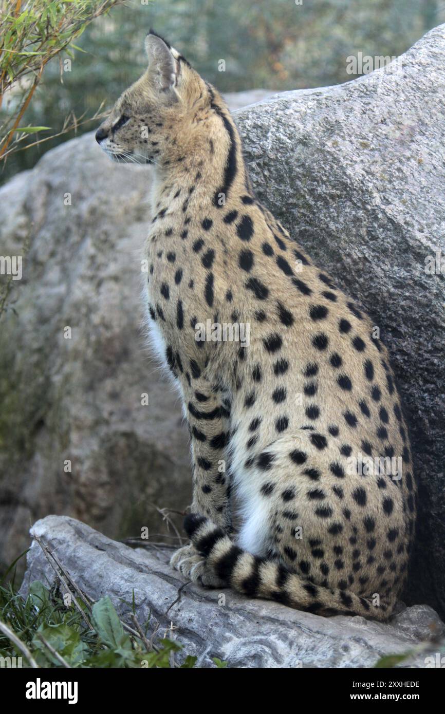 Serval in the wild hi-res stock photography and images - Alamy
