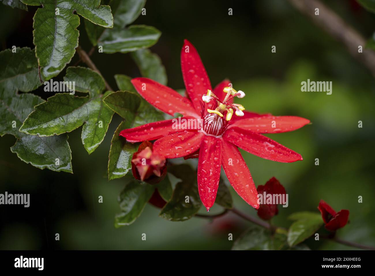 Flower of a red passion flower (Passiflora vitifolia) in the tropical ...