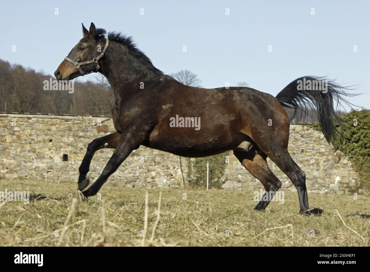 Stylish predator hi-res stock photography and images - Alamy