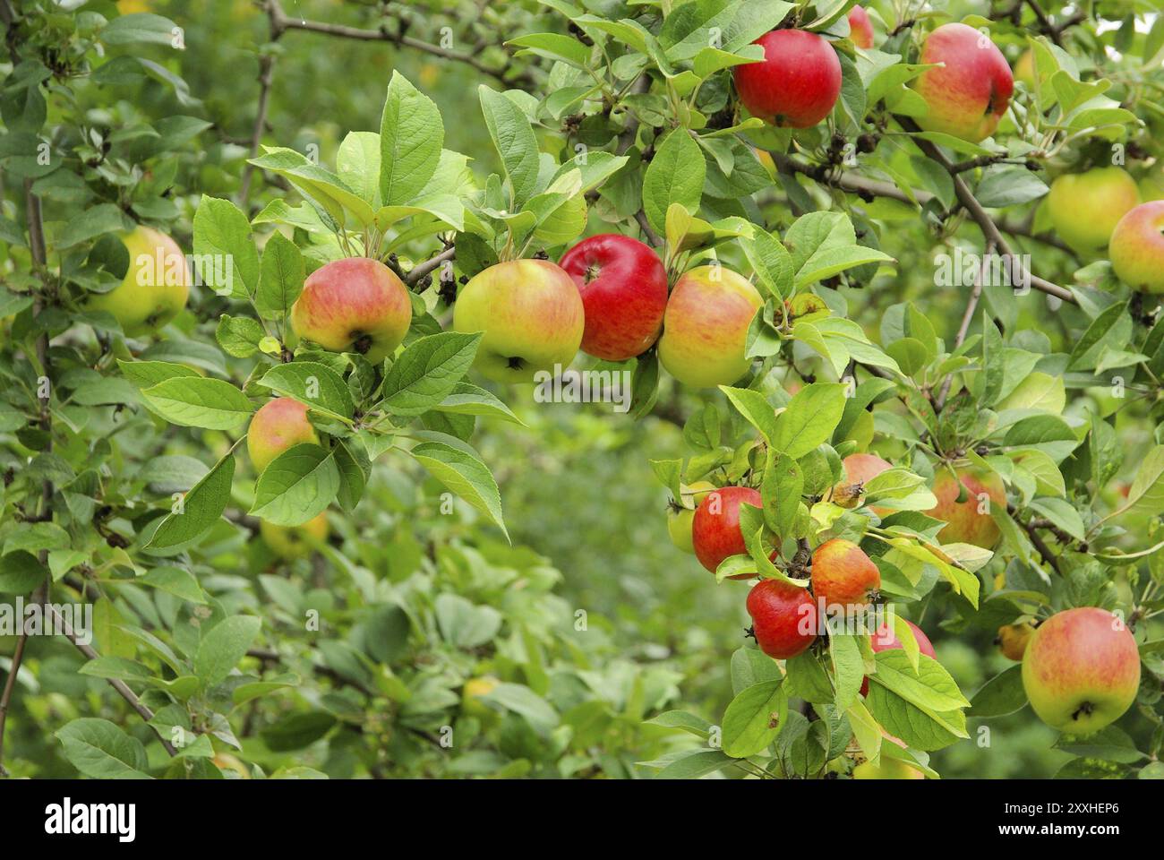 Apfel am Baum, Apfel am Baum 107 Stock Photo - Alamy