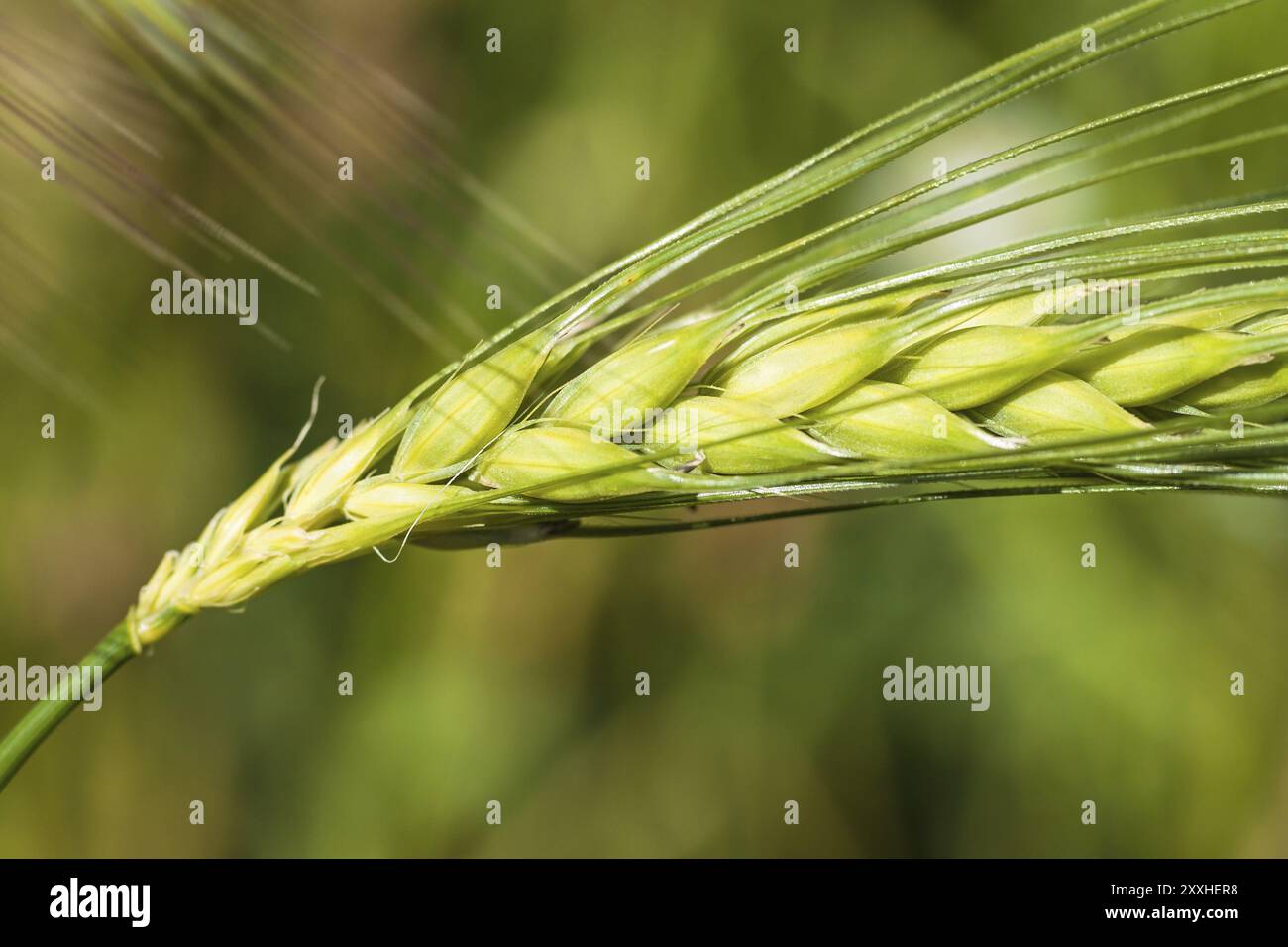 Ear of grain with kernels Stock Photo - Alamy