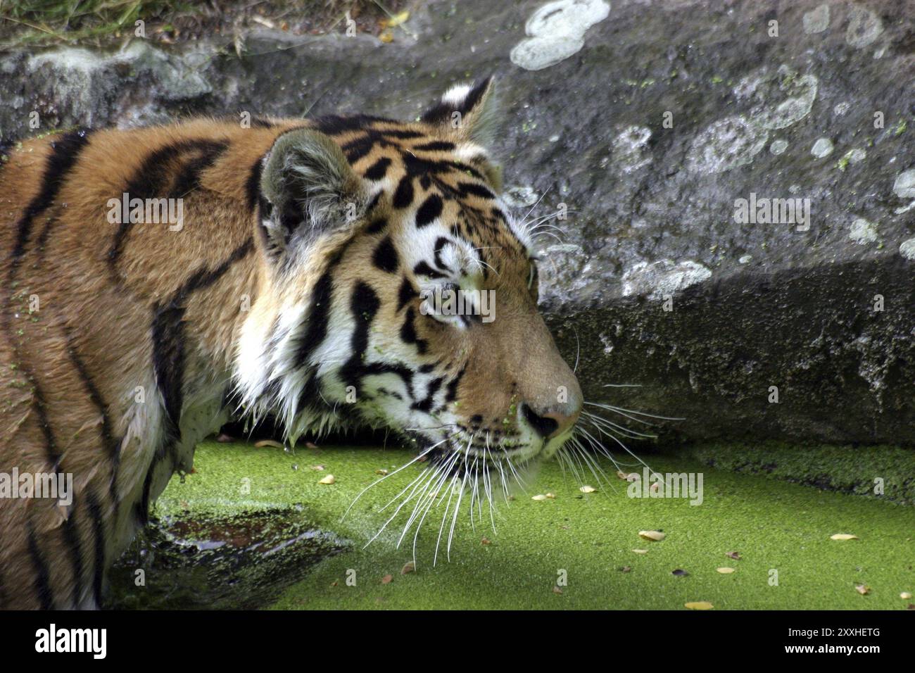 Siberia tiger in siberia tiger hi-res stock photography and images - Alamy