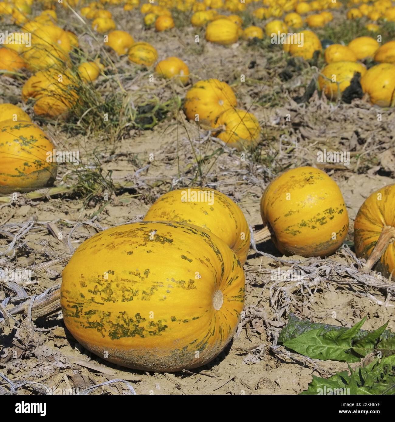 Pumpkin field, pumkin field 02 Stock Photo - Alamy