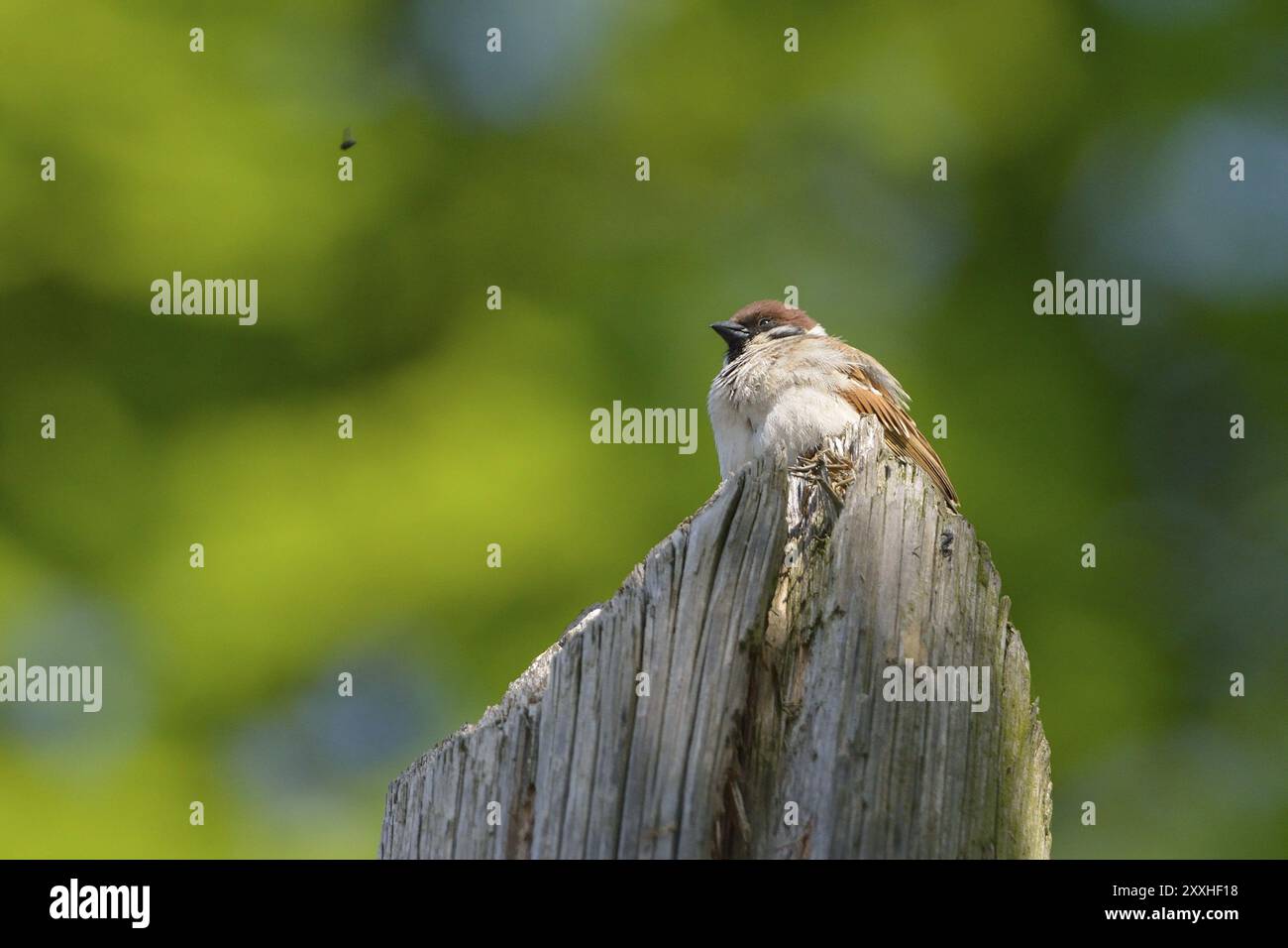 Eurasian Tree Sparrows on a tree trunk. Eurasian Tree Sparrows on a ...