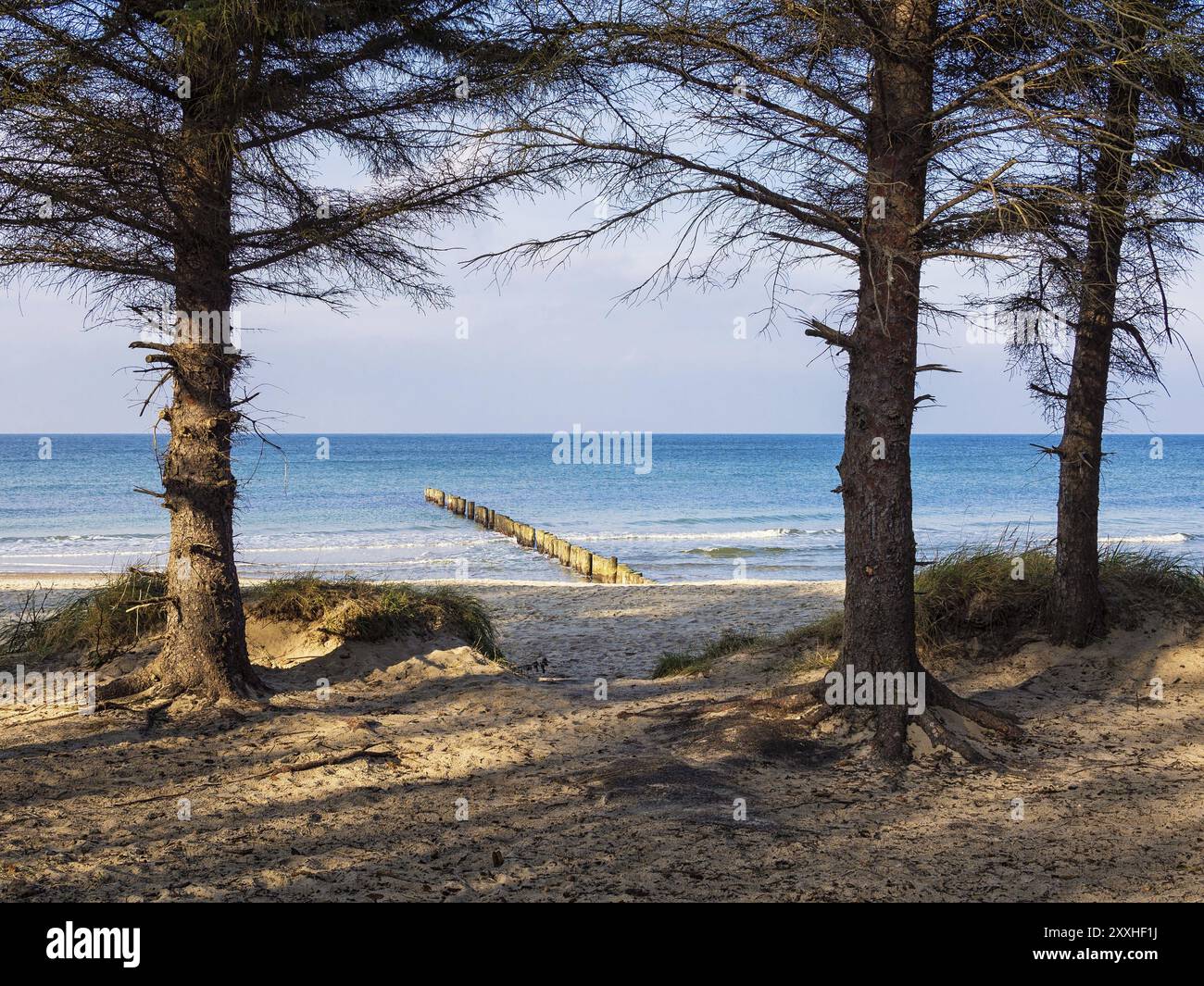 Trees on the Baltic coast Stock Photo - Alamy