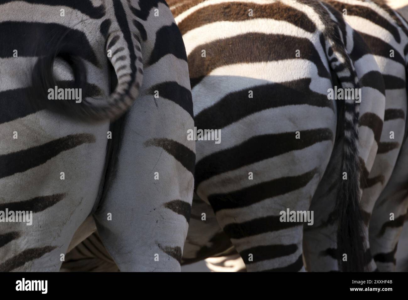 Grant's zebra behind hi-res stock photography and images - Alamy